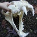 Huge Liger Lion Tiger Hybrid Skull Replica - Etsy