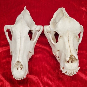 Large Grey Wolf Skull Cast Replica - Etsy