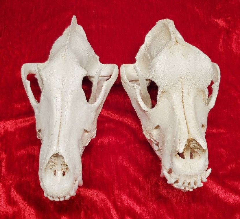 Large Grey Wolf Skull Cast Replica | Etsy