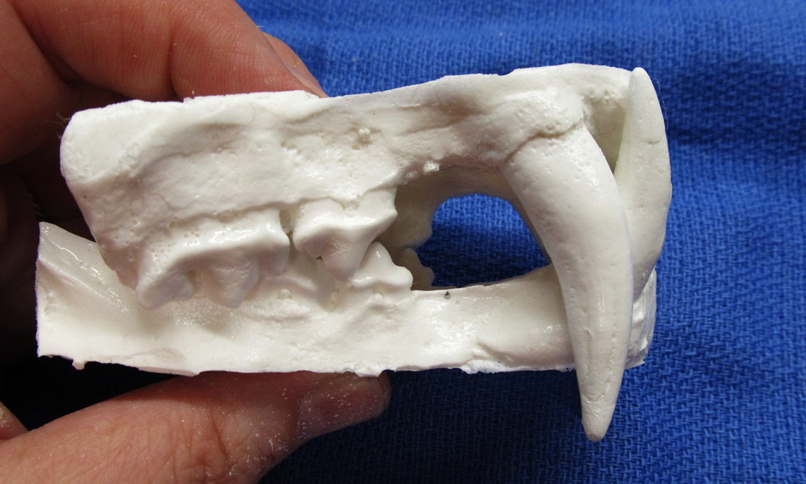 Clouded Leopard Jaws Teeth Replica Cast - Etsy