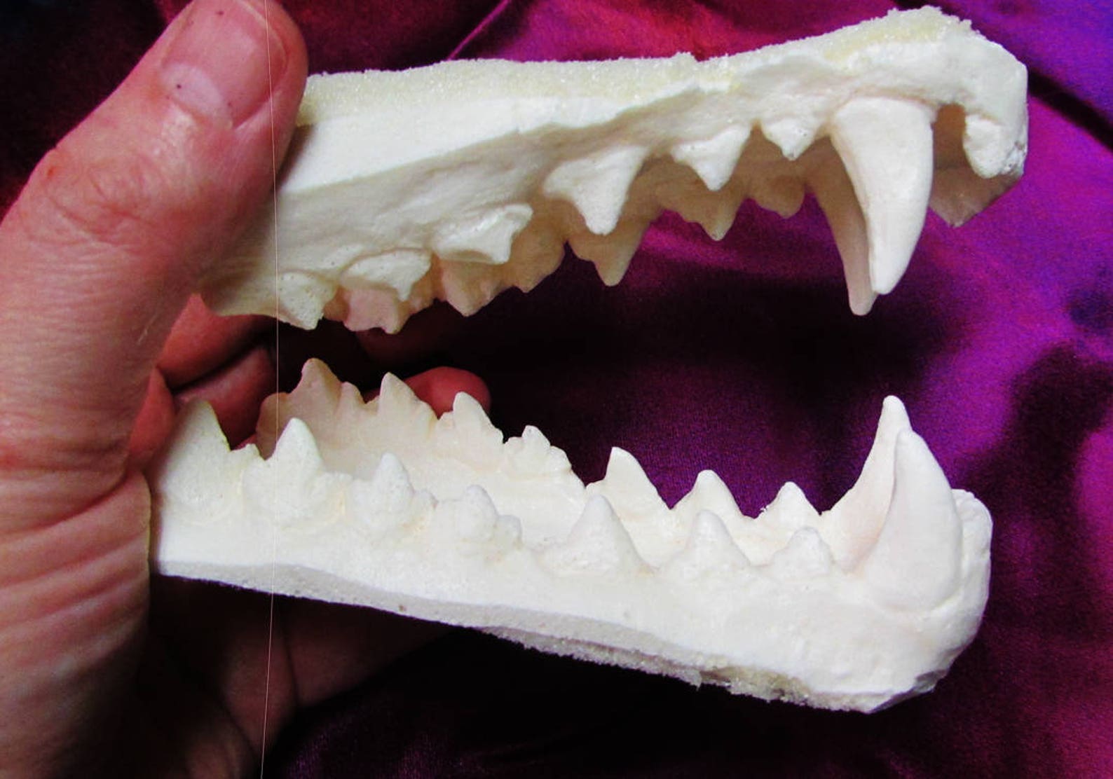 Thylacine Tasmanian Wolf Tiger Jaws Costume Crafts - Etsy