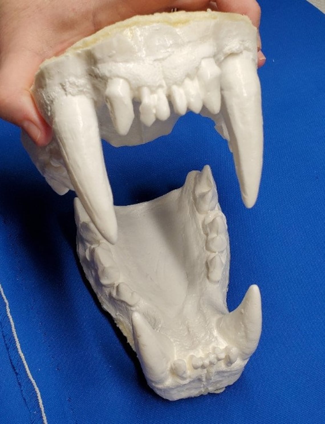 Huge African Lion Jaws Teeth Plastic Replica | Etsy