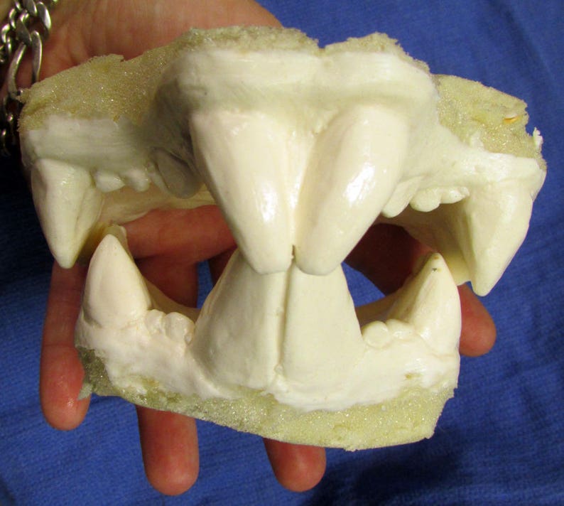 Marsupial Lion Thylacoleo Teeth Jaws Costume Mask Crafts Educational - Etsy