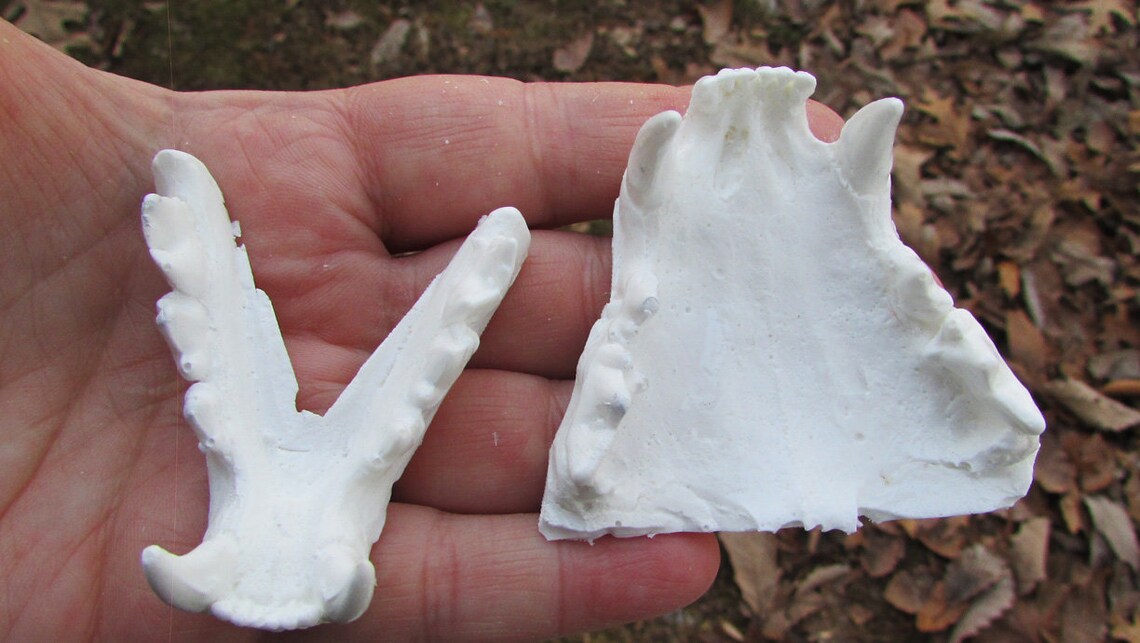 Caracal African Lynx Replica Jaws Teeth - Etsy