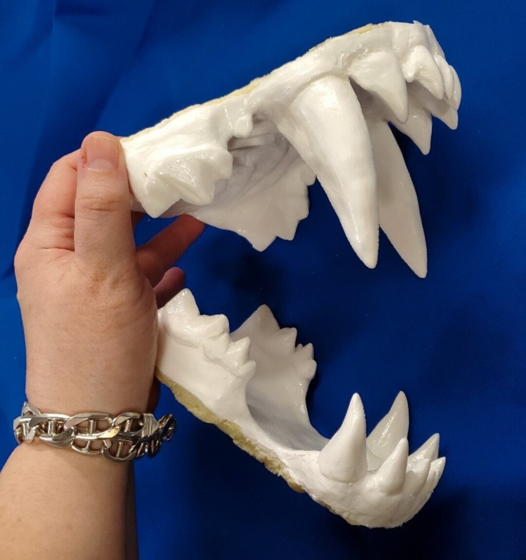 Xenosmilus Sabertooth Cat Tiger Jaws Replica - Etsy