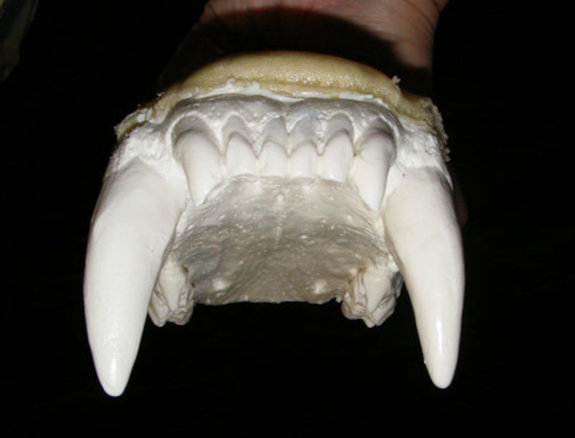 Huge Brown Grizzly Bear Jaws Teeth Replica - Etsy