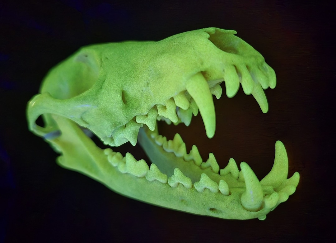 Real Glow in the Dark Glittery Red Fox Skull - Etsy
