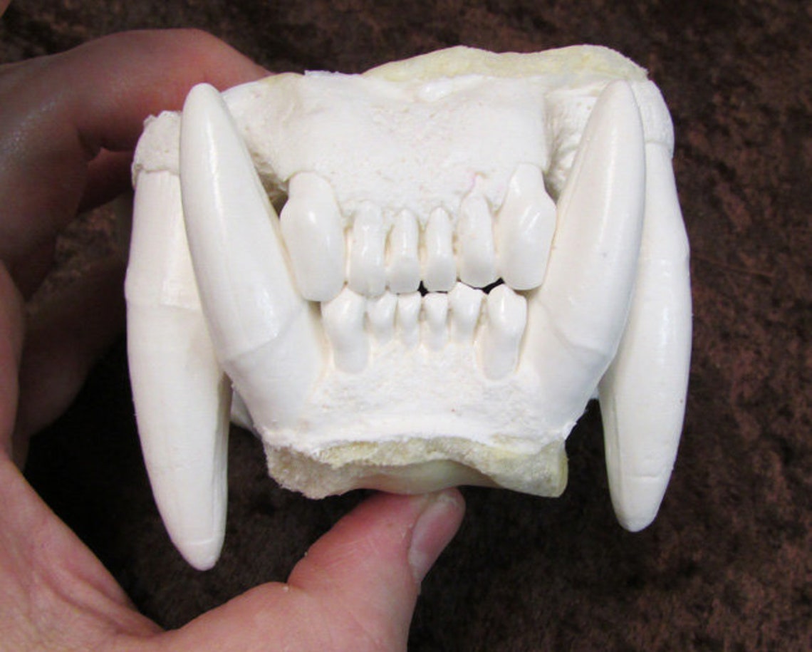 Huge Jaguar Jaws Teeth Replica - Etsy