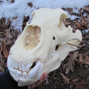 Huge Coastal Alaskan Grizzly Brown Bear Skull Replica - Etsy