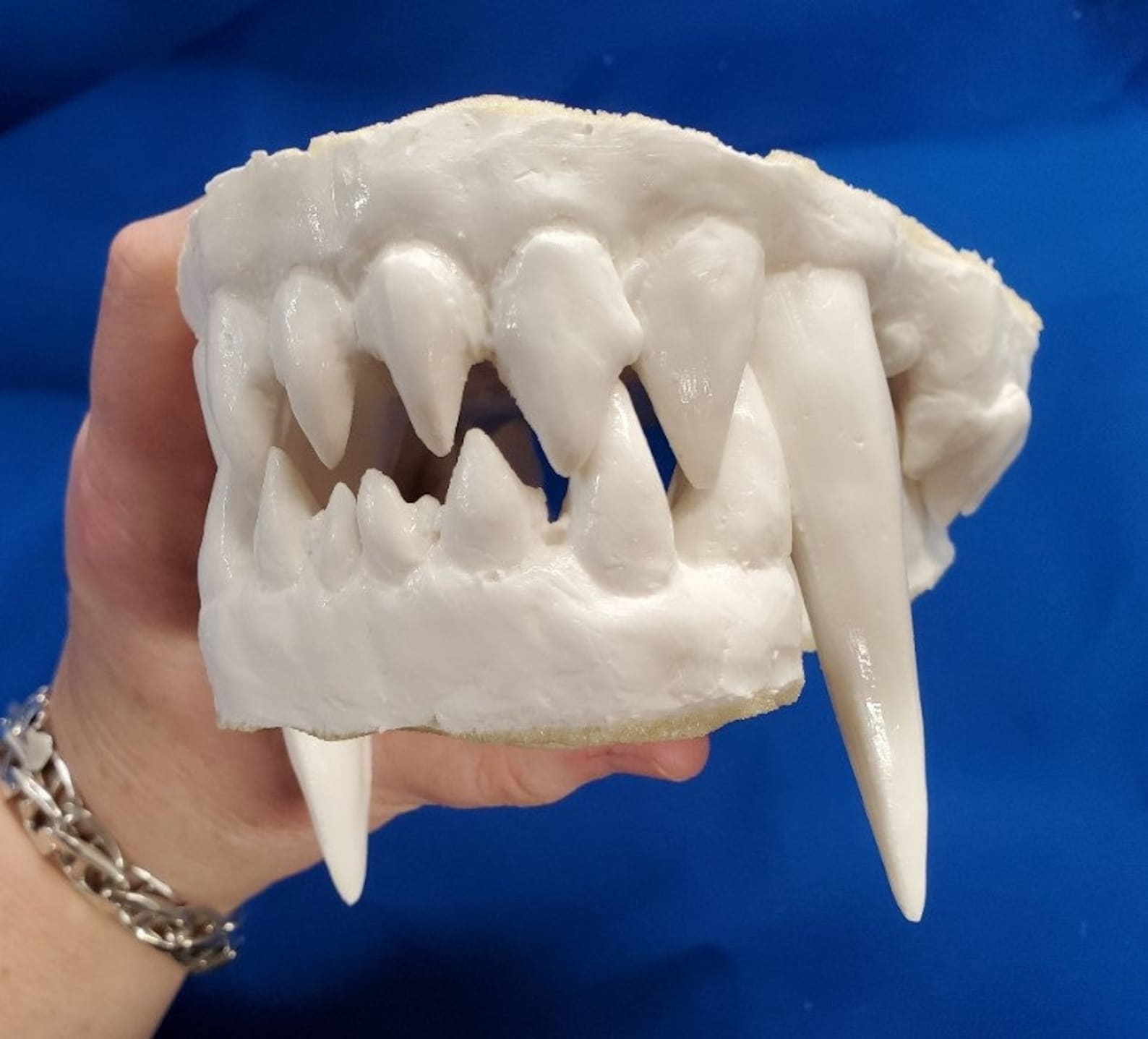 Xenosmilus Sabertooth Cat Tiger Jaws Replica - Etsy