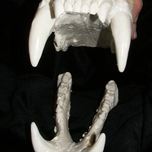 Huge Brown Grizzly Bear Jaws Teeth Replica - Etsy