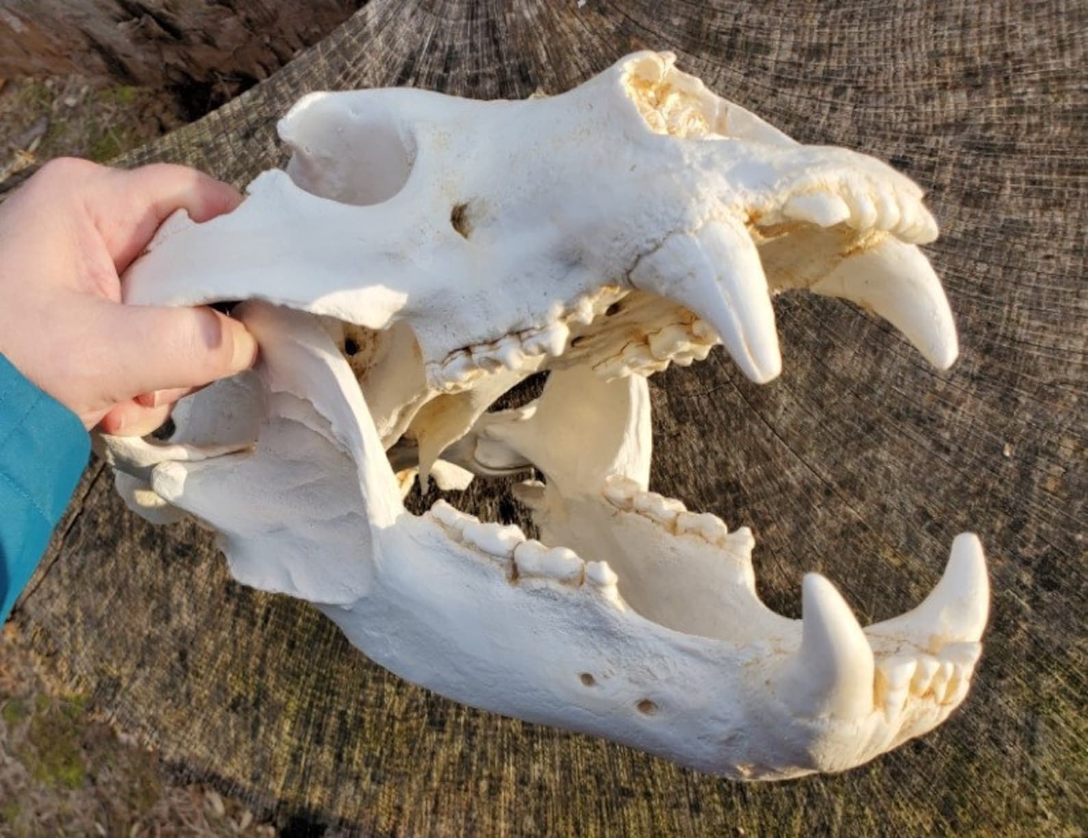 Huge North American Black Bear Replica Skull Cast - Etsy