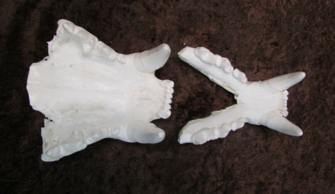 Huge Jaguar Jaws Teeth Replica - Etsy