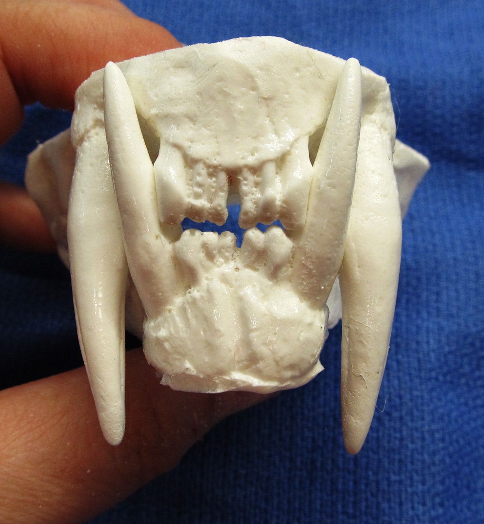 Clouded leopard jaws teeth replica cast | Etsy