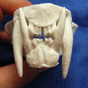 Clouded Leopard Jaws Teeth Replica Cast - Etsy