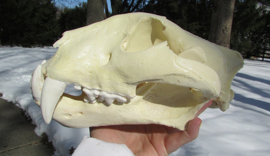 Liger Lion Tiger Hybrid Skull Reproduction Cast | Etsy