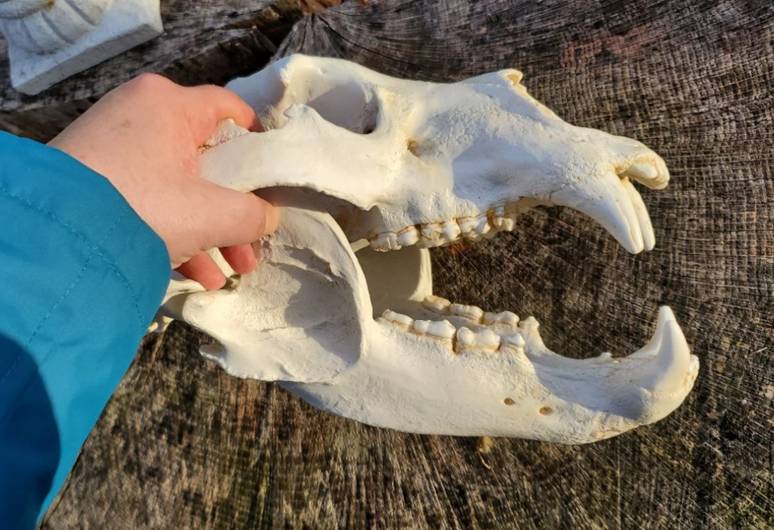 Huge North American Black Bear Replica Skull Cast - Etsy