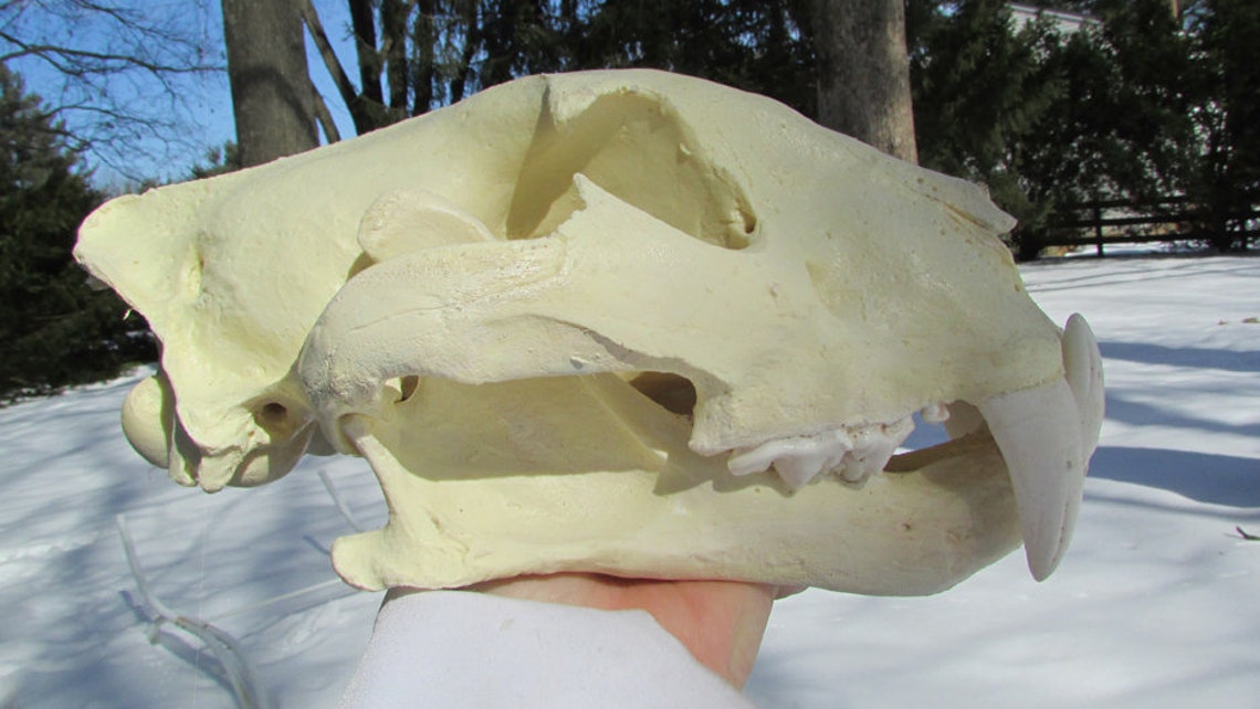 Liger Lion Tiger Hybrid Skull Reproduction Cast - Etsy