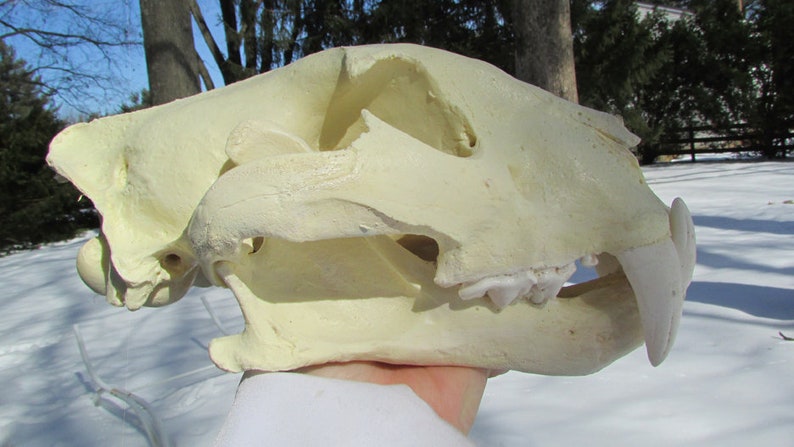 Liger Lion Tiger Hybrid Skull Reproduction Cast - Etsy Australia