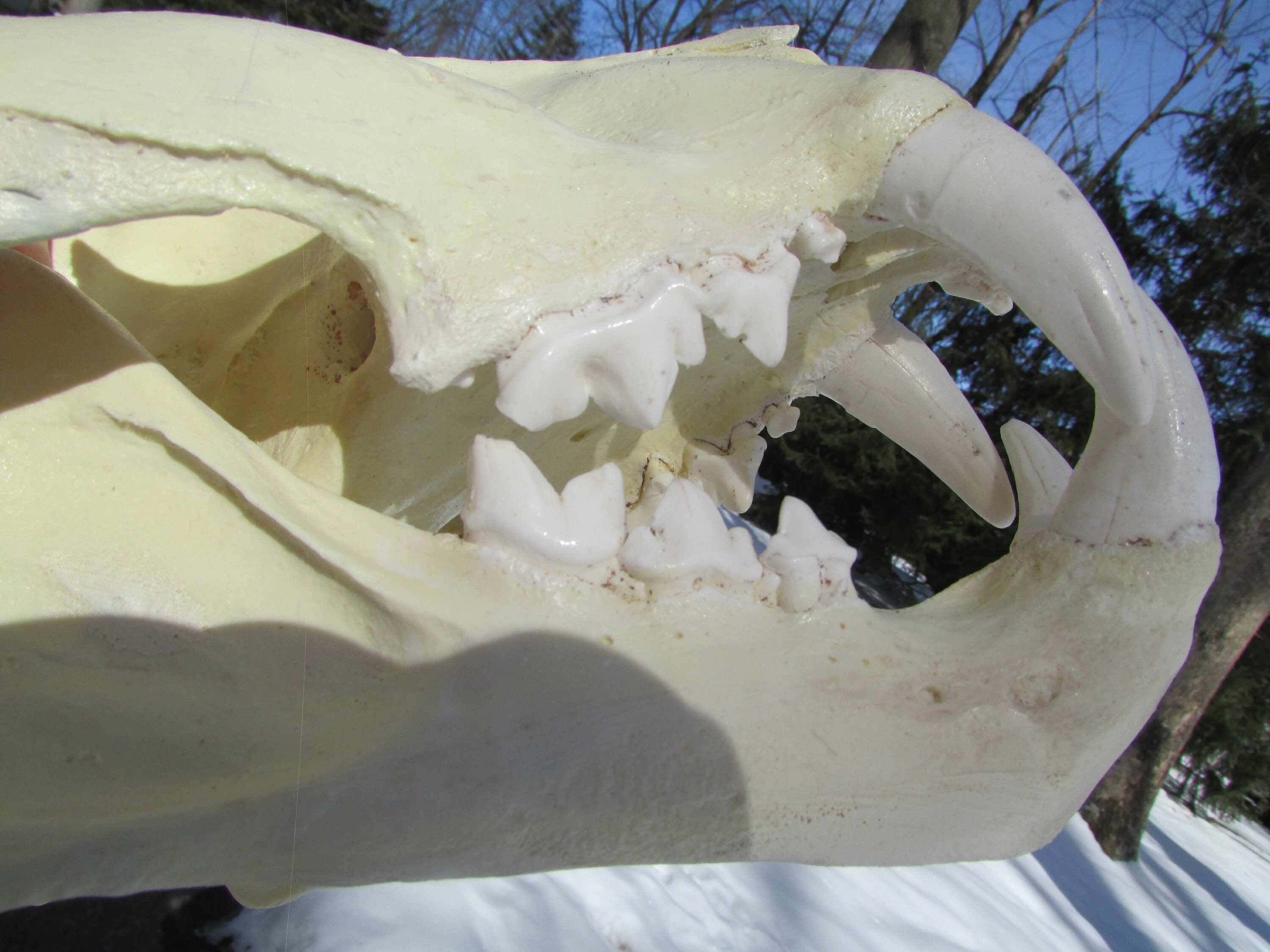 Liger Lion Tiger Hybrid Skull Reproduction Cast - Etsy Australia