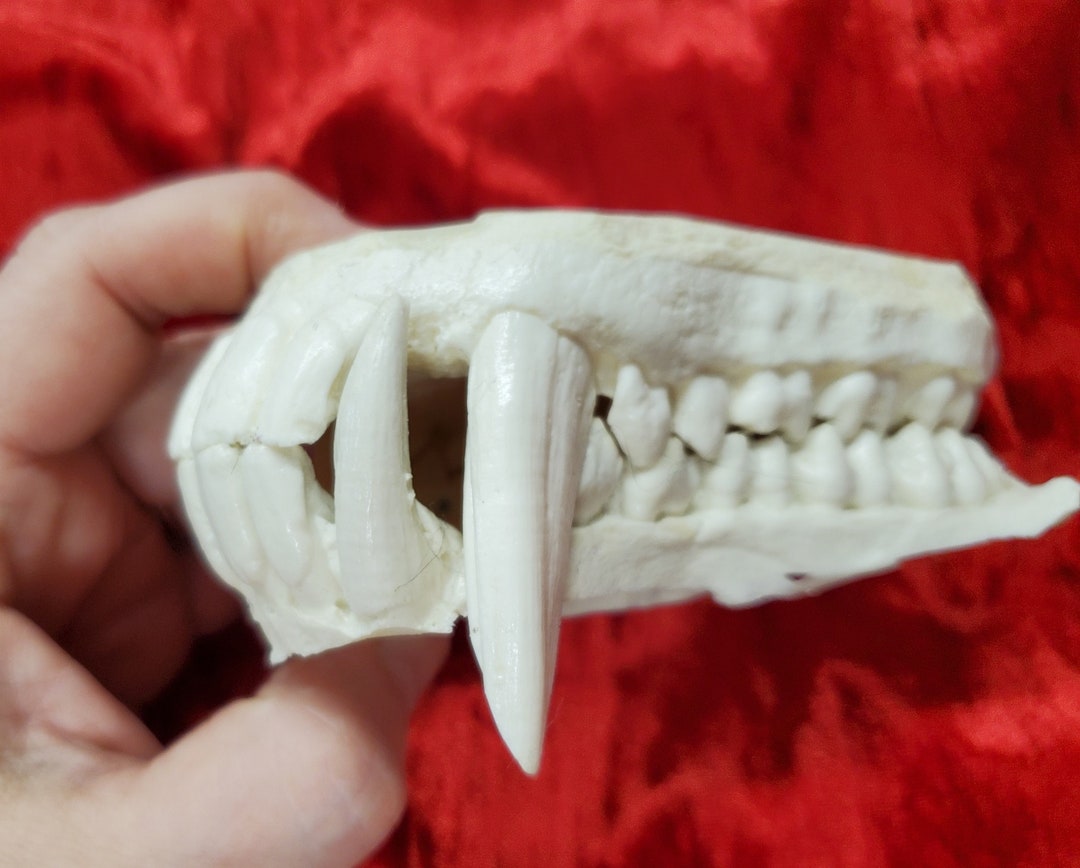 Baboon Monkey Ape Jaws Teeth Cast 2nds - Etsy