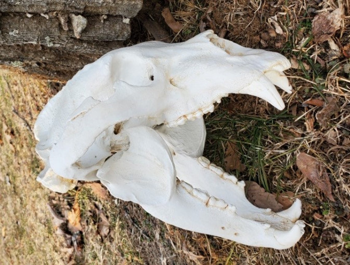 Huge North American Black Bear Replica Skull Cast - Etsy