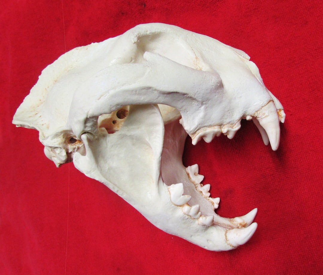 Huge Cougar Mountain Lion Skull Replica - Etsy