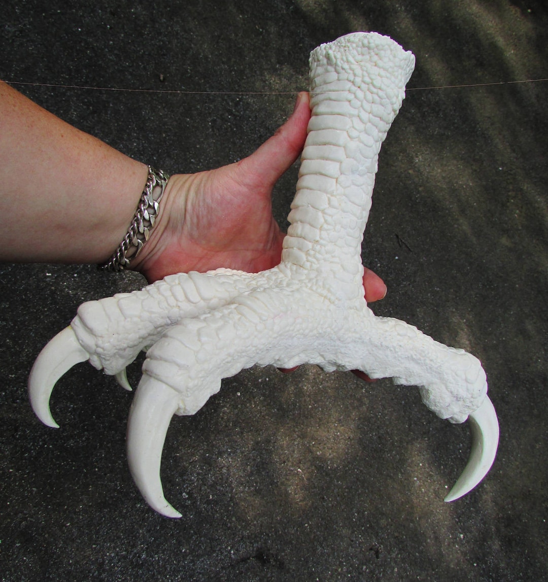 Haast Eagle Fossil Raptor Reproduction Foot Talon Claw Life Size - Etsy