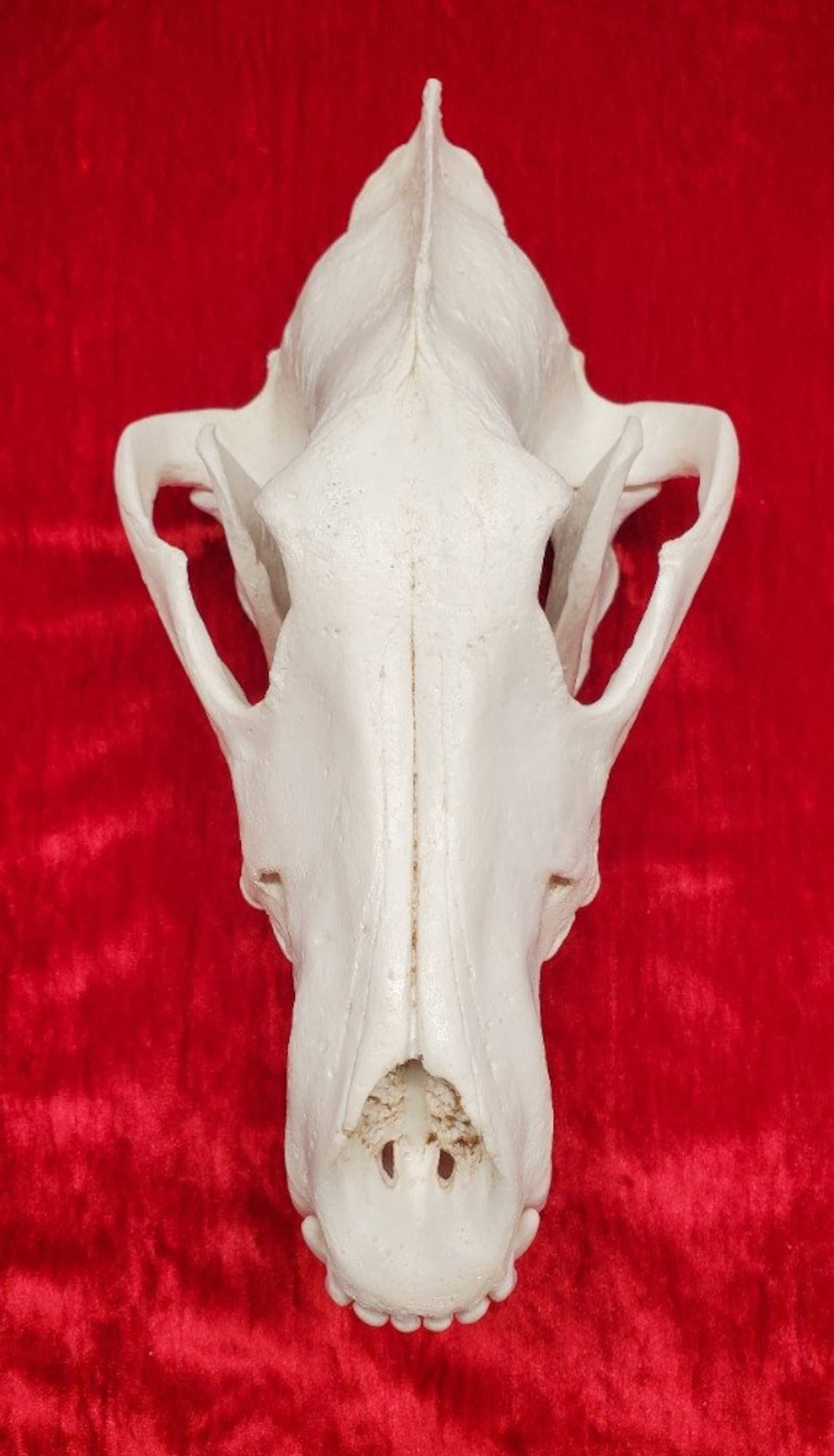 Large Grey Wolf Skull Cast Replica | Etsy