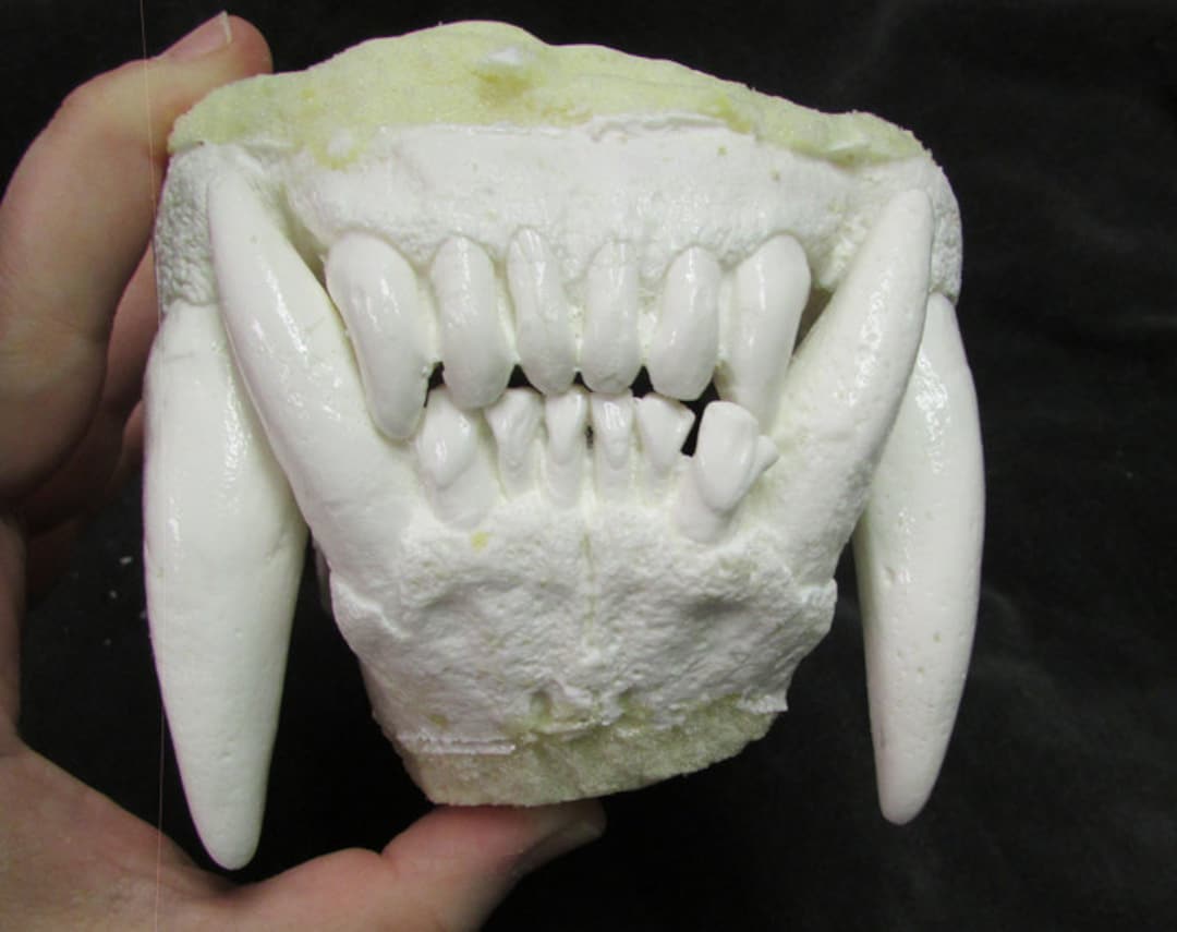 Huge Polar Bear Jaws Teeth Replica - Etsy