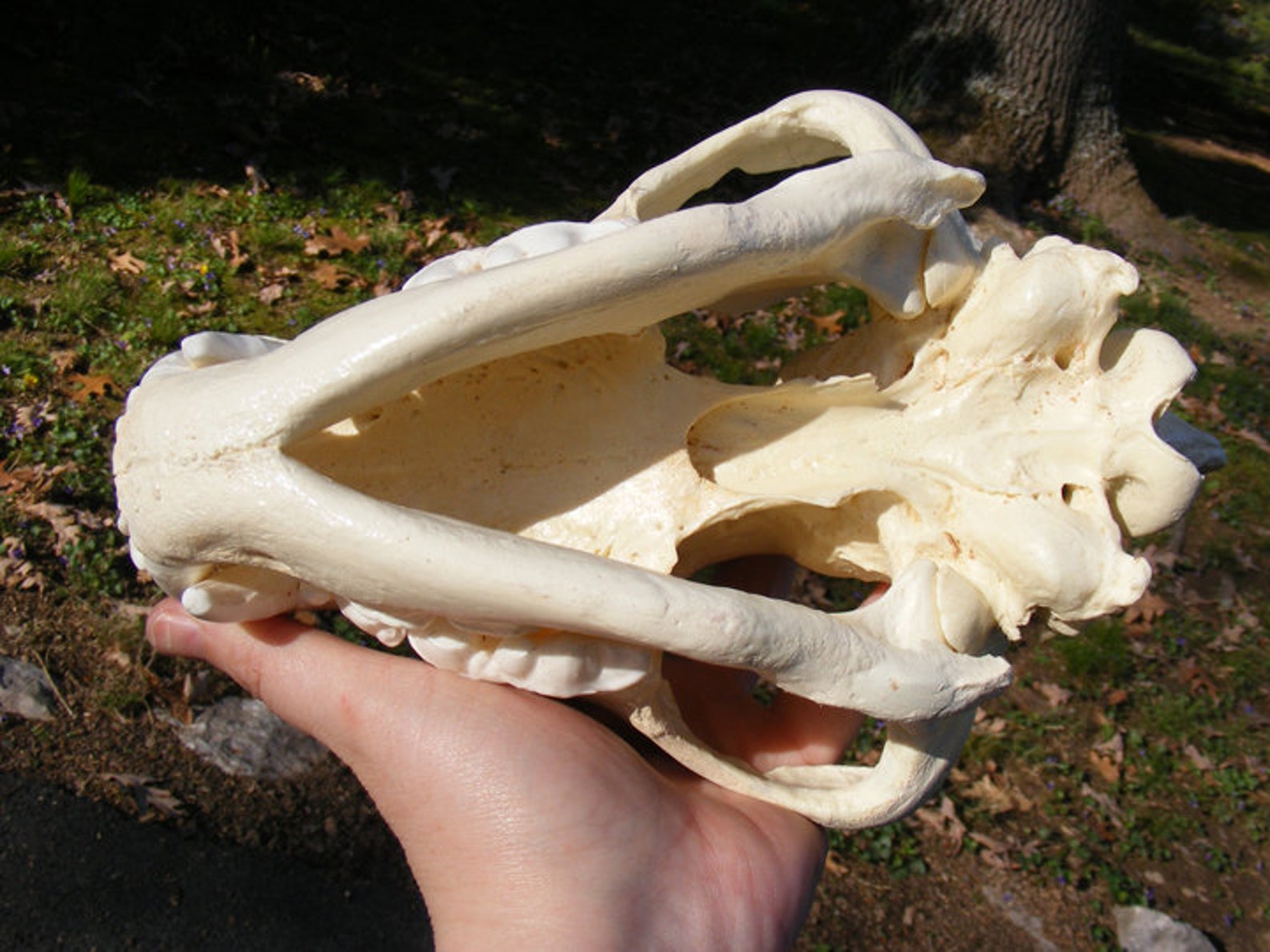 Huge Striped Hyena Skull Replica | Etsy