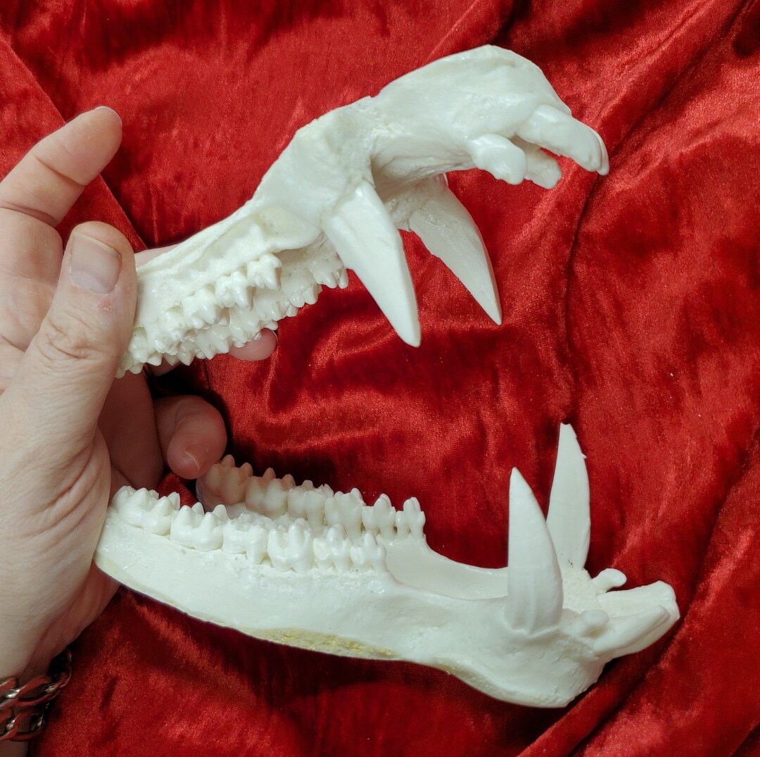 Huge Javelina Peccary Pig Jaws Teeth Cast 2nds - Etsy
