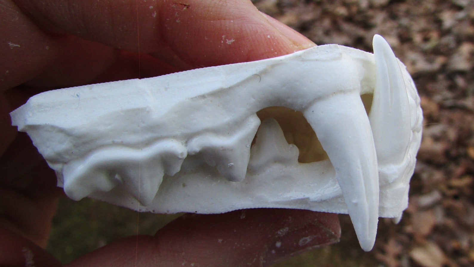 Canadian lynx jaws teeth cast | Etsy