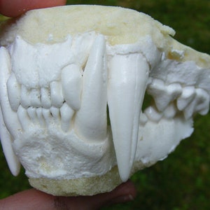 Large Leopard Jaws Teeth Replica - Etsy