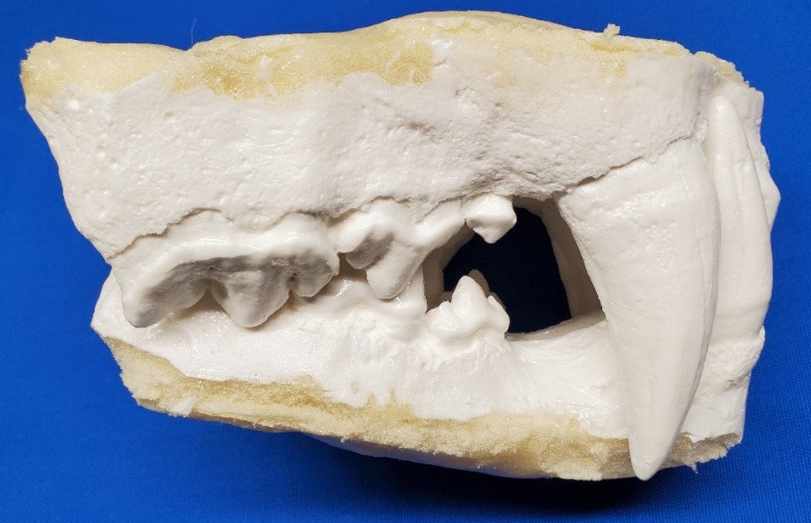Huge African Lion Jaws Teeth Plastic Replica | Etsy