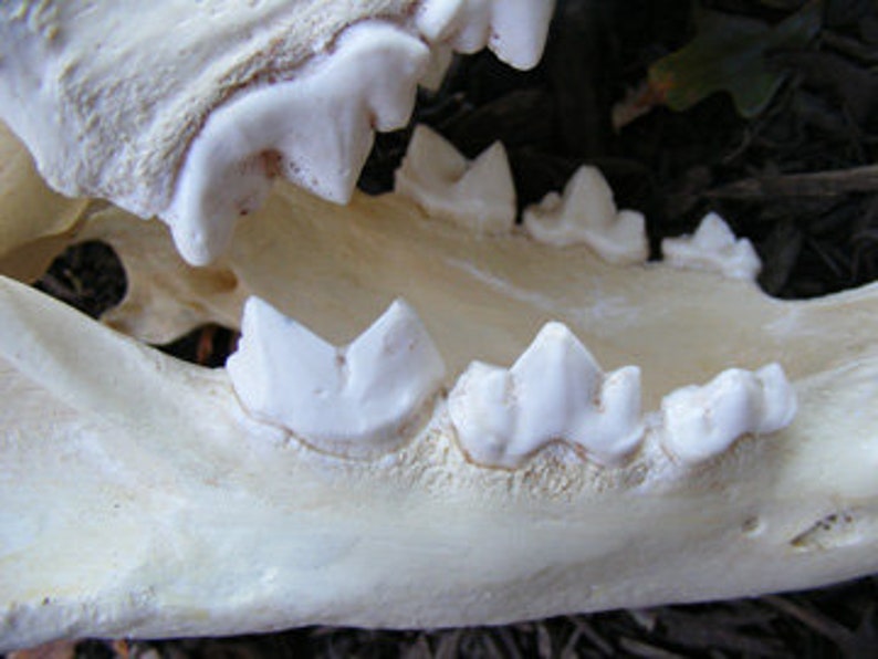 Huge Liger Lion Tiger Hybrid Skull Replica - Etsy