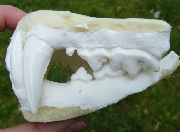 Large Leopard Jaws Teeth Replica - Etsy