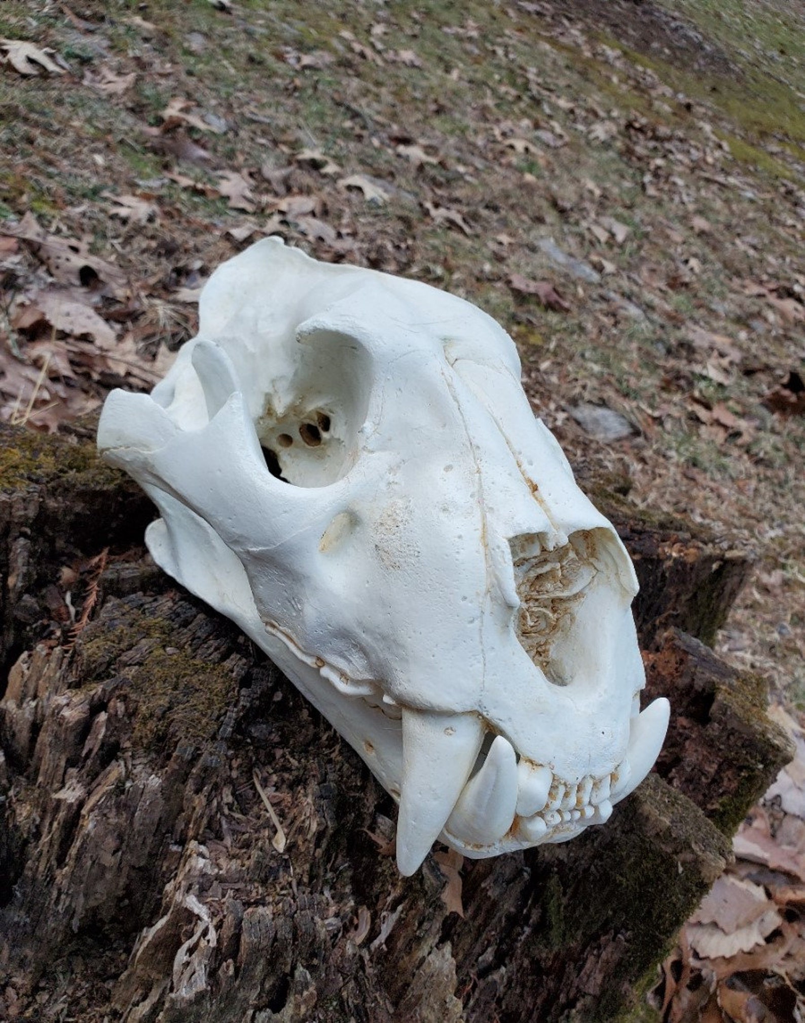 Large Bengal Tiger Skull Replica | Etsy