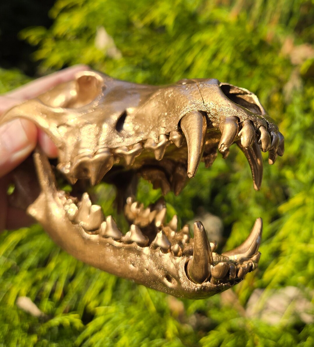 Real Coyote Skull Copper Metallic Finish - Etsy