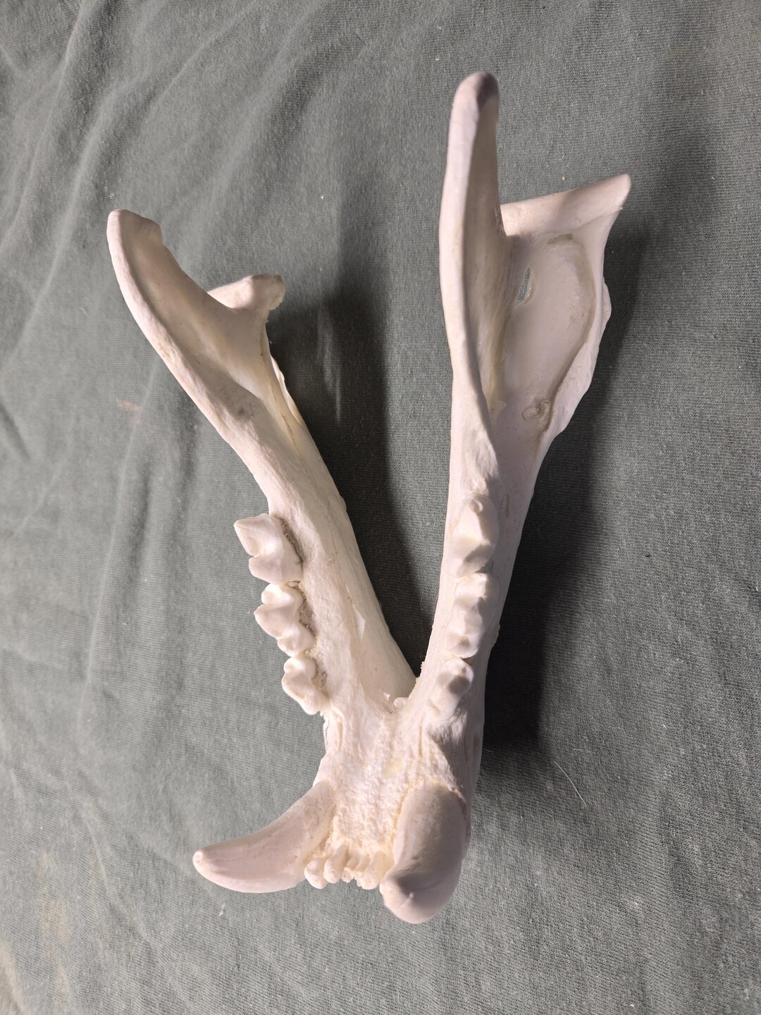Replica Jaguar Jaw Seconds - Etsy