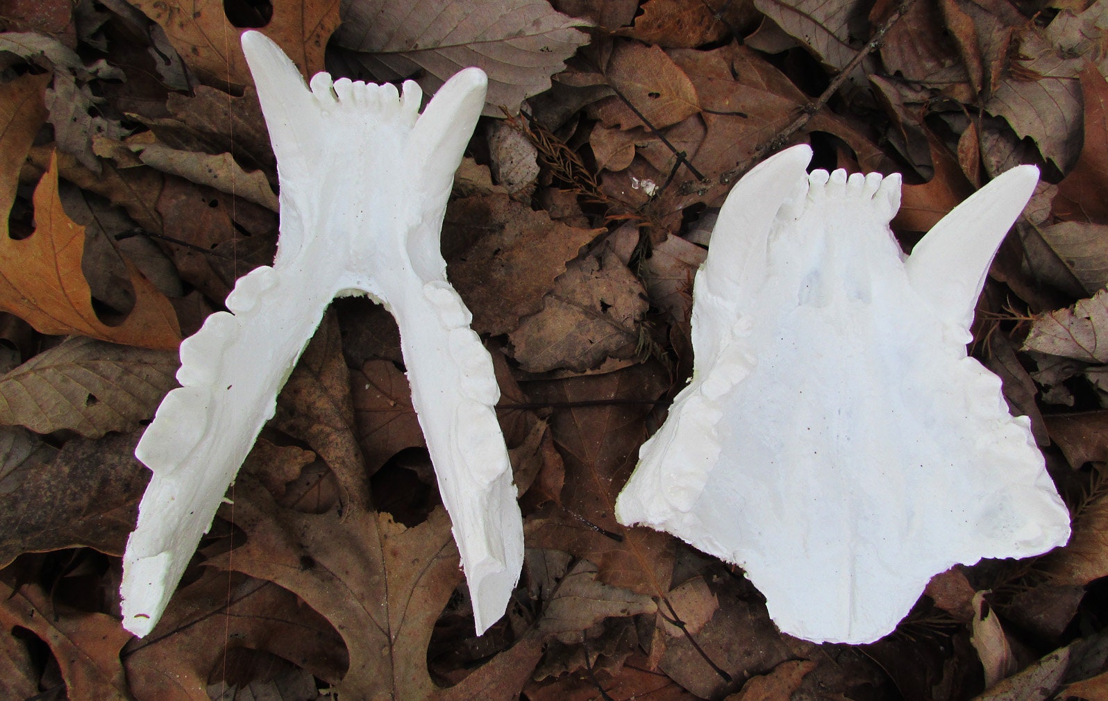Bengal Tiger Teeth Jaws Cast Replica - Etsy