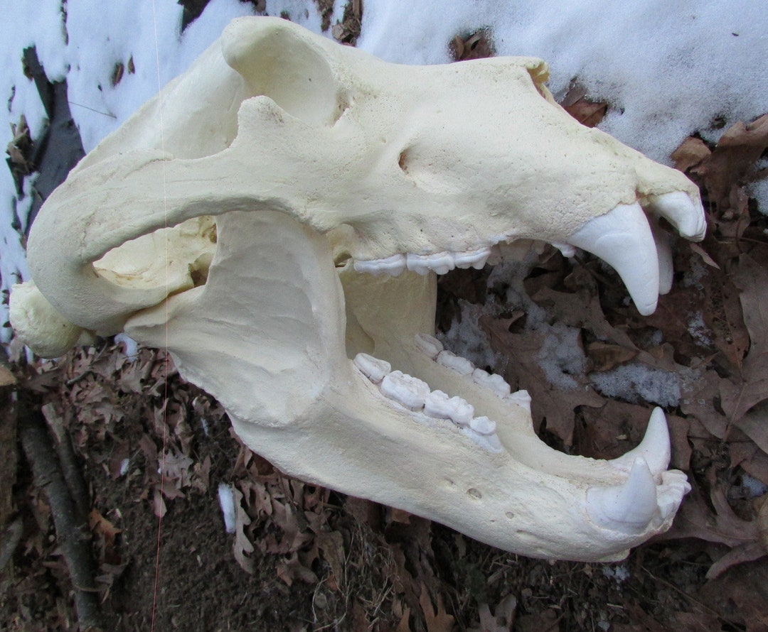 Huge Coastal Alaskan Grizzly Brown Bear Skull Replica - Etsy