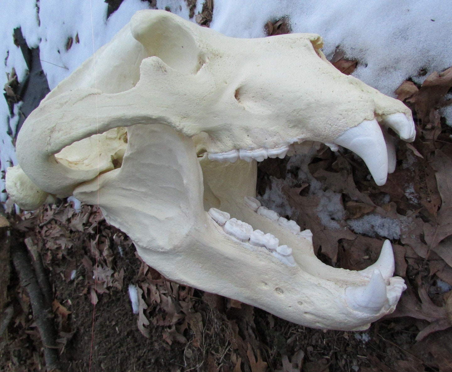 Brown Bear Skull