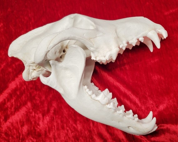Gray Wolf Skull
