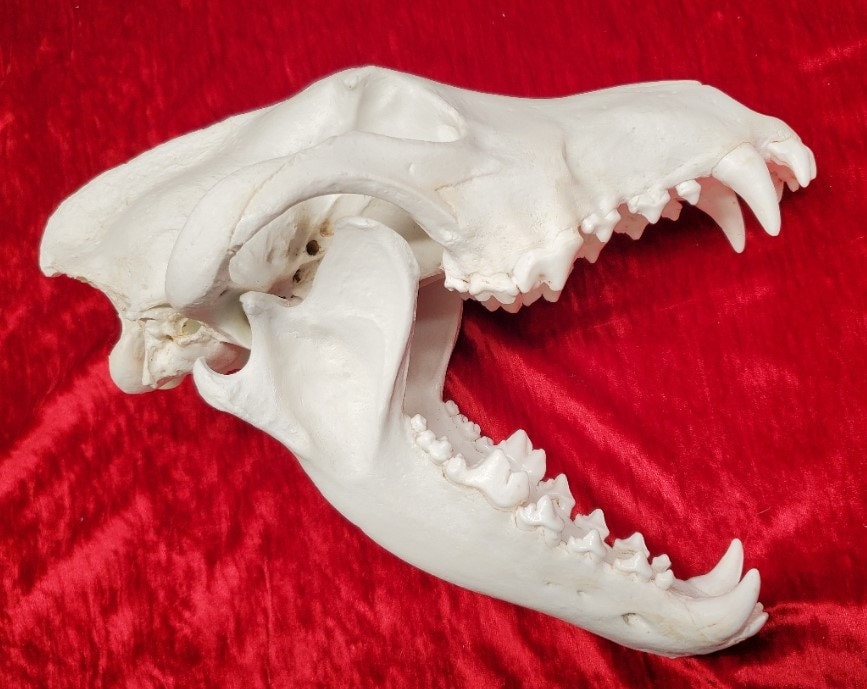 Large Grey Wolf Skull Cast Replica - Etsy