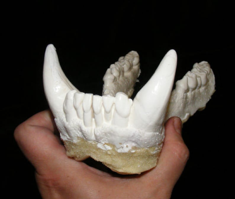 Huge Brown Grizzly Bear Jaws Teeth Replica - Etsy