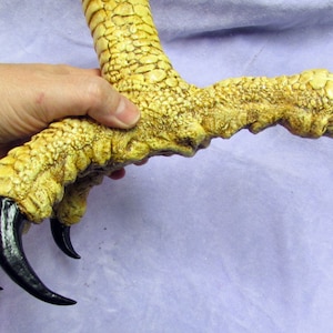 Haast Eagle Fossil Raptor Reproduction Foot Talon Claws Life Size ...