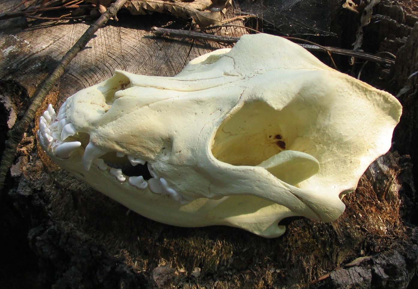 Bull Mastiff Dog Skull Replica Cast - Etsy