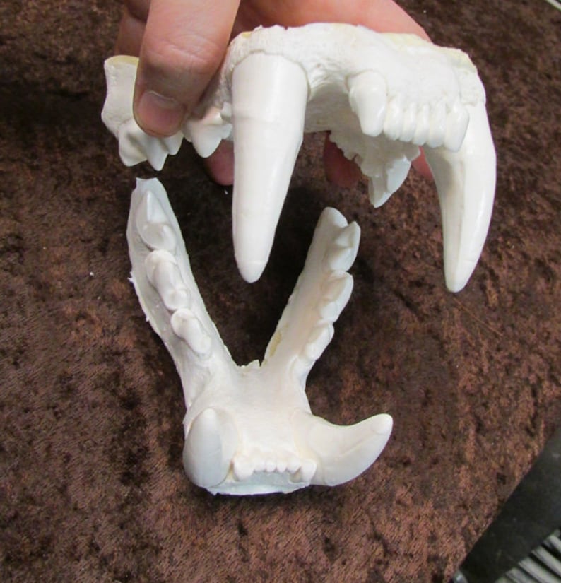 Huge Jaguar Jaws Teeth Replica - Etsy Australia