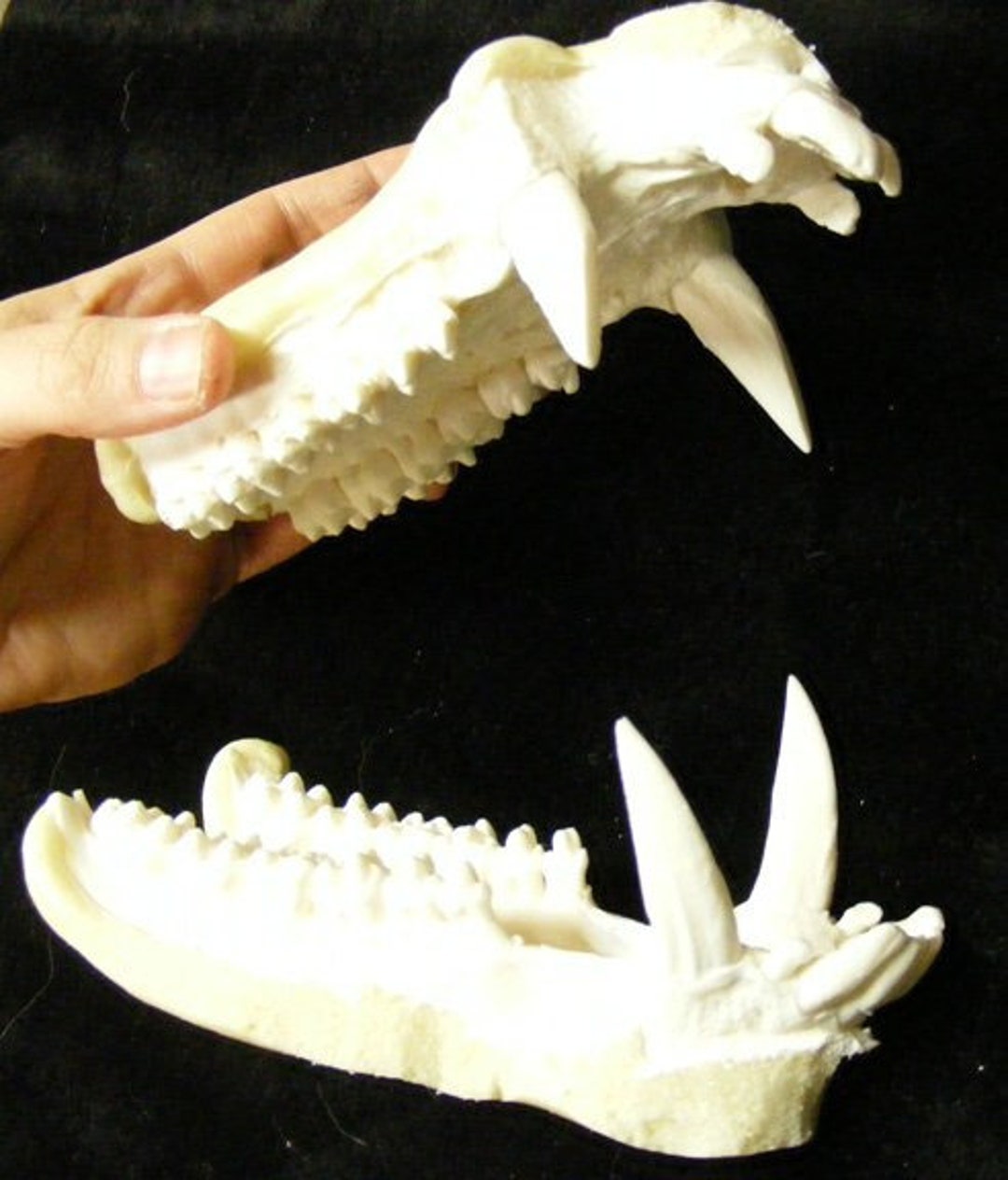 Huge Peccary Javelina Pig Jaws Teeth Cast - Etsy Australia
